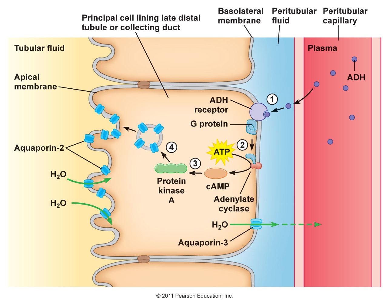 October | 2016 | SCVMC IM Chief Resident Blog