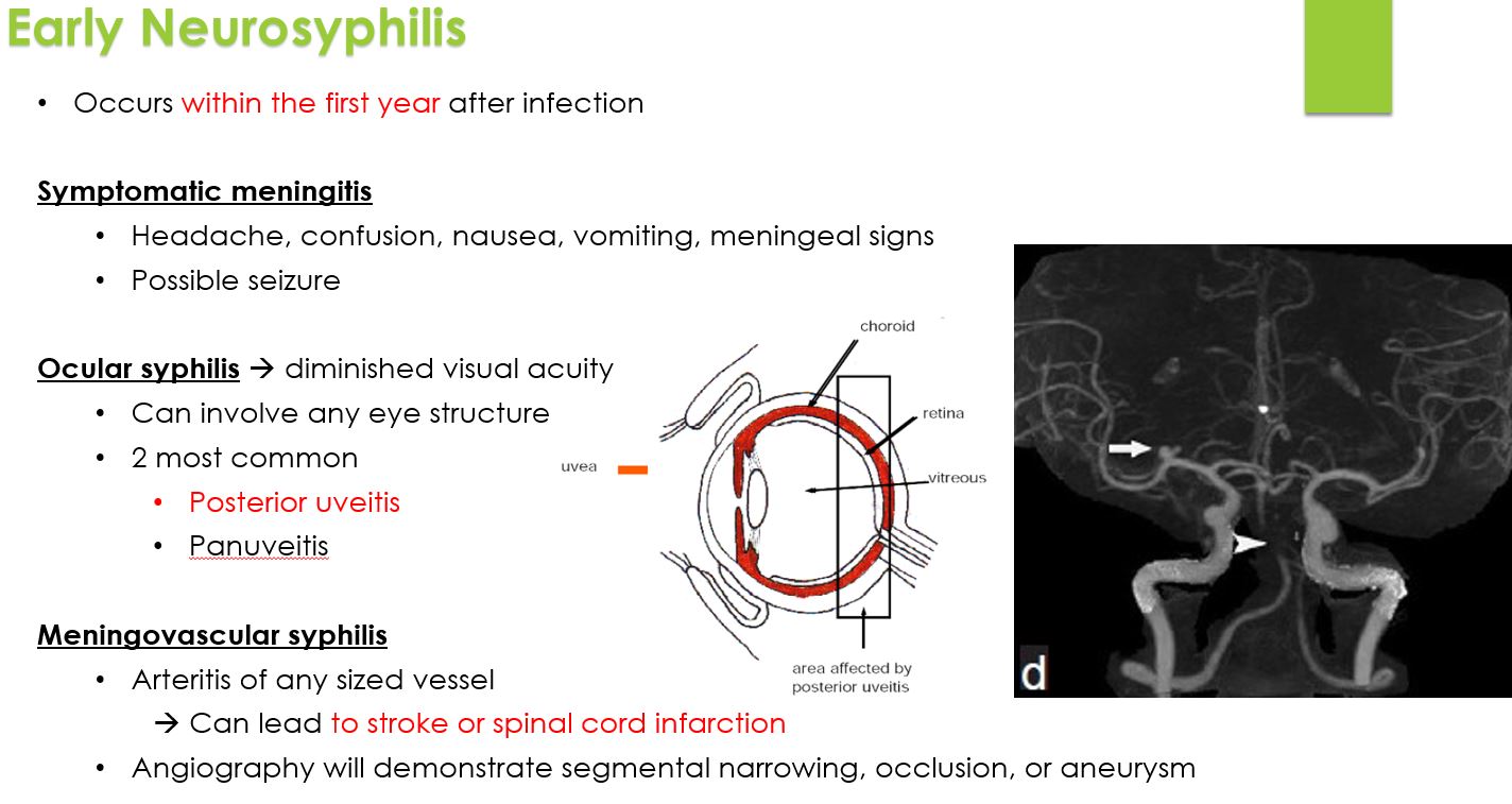 Neurosyphilis – 11/21/2017 | SCVMC IM Chief Resident Blog