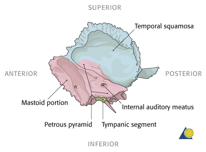 Temporal Bone Petrous Portion Temporal Bone
