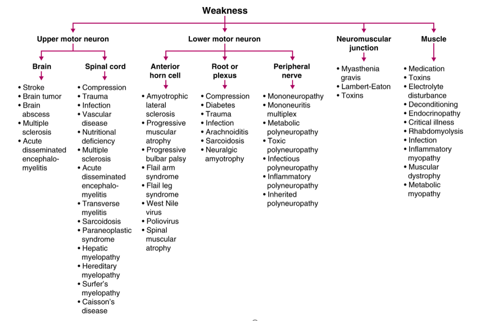 Anti-HMGCR Immune-Mediated Inflammatory Myositis | SCVMC IM Chief ...
